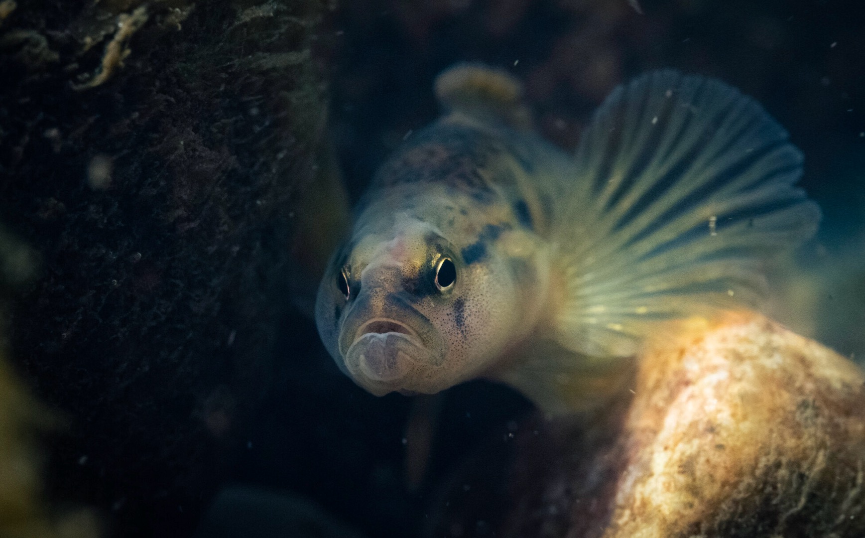 CREAE | Nubee | Stratégie + Web + Design